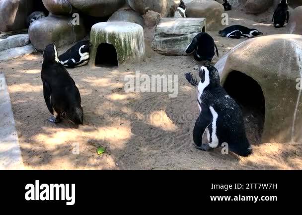 Man made environment Stock Videos & Footage - HD and 4K Video Clips - Alamy