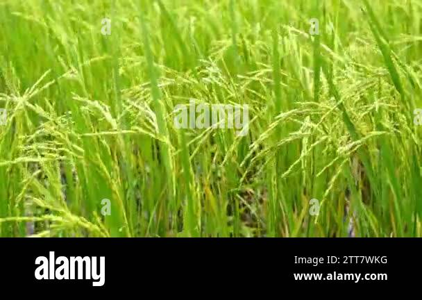 Paddy plant plot soil Stock Videos & Footage - HD and 4K Video Clips ...