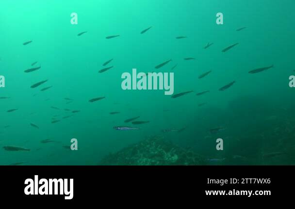 Pelagic fish Big-scale sand smelt (Atherina boyeri Stock Video Footage ...