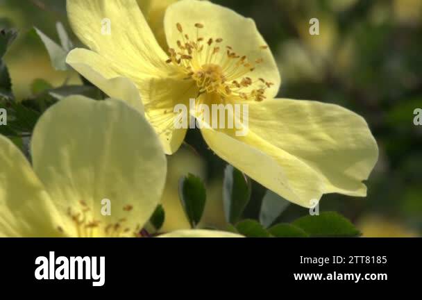 Mountain roses Stock Videos & Footage - HD and 4K Video Clips - Alamy