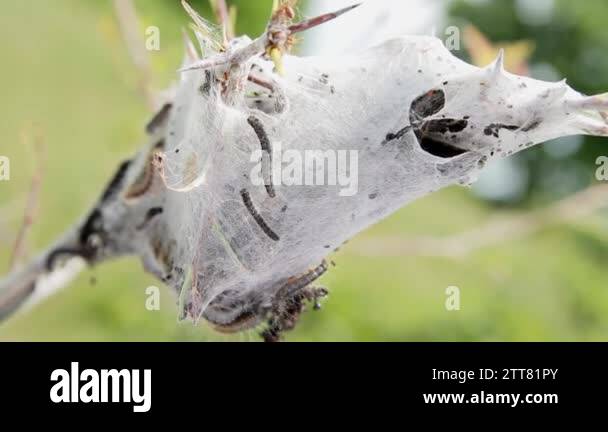 Larvae infestation Stock Videos & Footage - HD and 4K Video Clips - Alamy