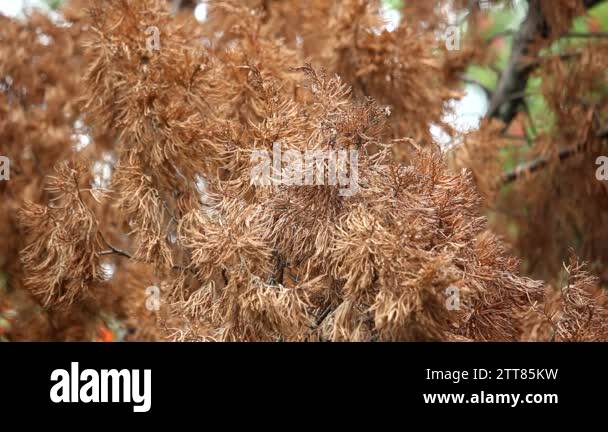 Die tree Stock Videos & Footage - HD and 4K Video Clips - Alamy