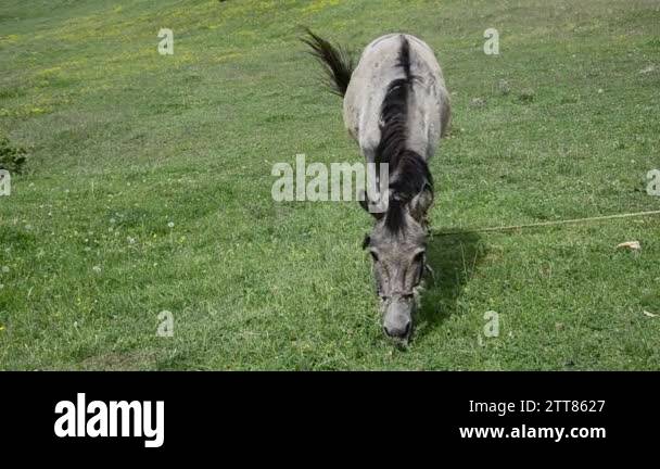 Mule teeth Stock Videos & Footage - HD and 4K Video Clips - Alamy
