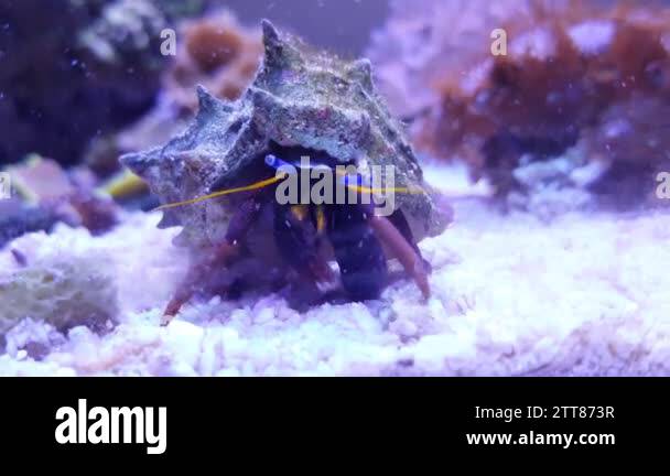 Red hermit crab diogenidae Stock Videos & Footage - HD and 4K Video ...