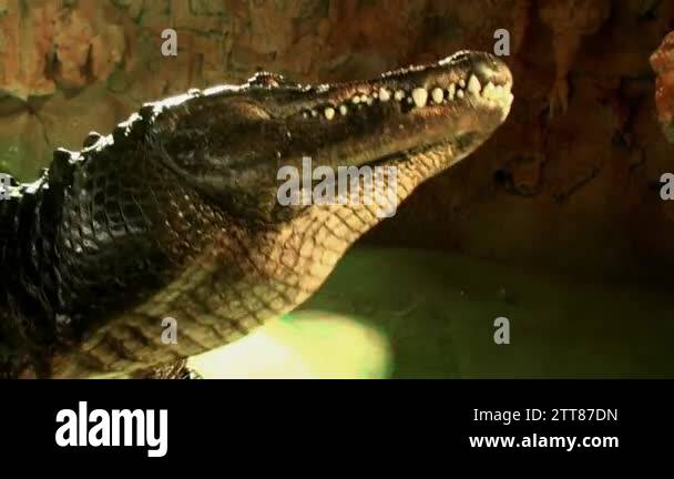 Crocodile cave Stock Videos & Footage - HD and 4K Video Clips - Alamy