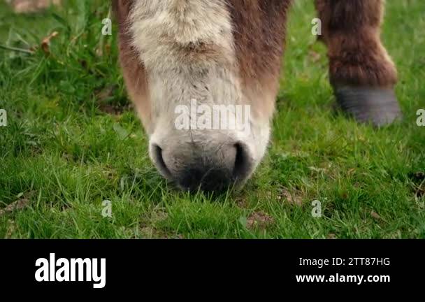Eating donkey Stock Videos & Footage - HD and 4K Video Clips - Alamy