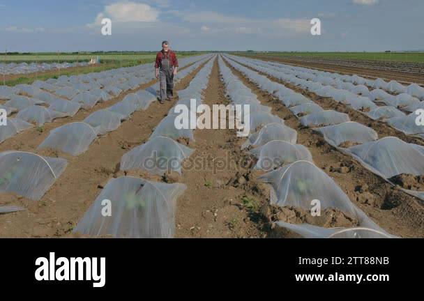 Weed melon Stock Videos & Footage - HD and 4K Video Clips - Alamy