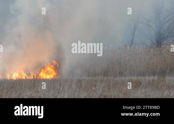 Fascinatingly beautiful scene of burning dry high marsh grass that is ...