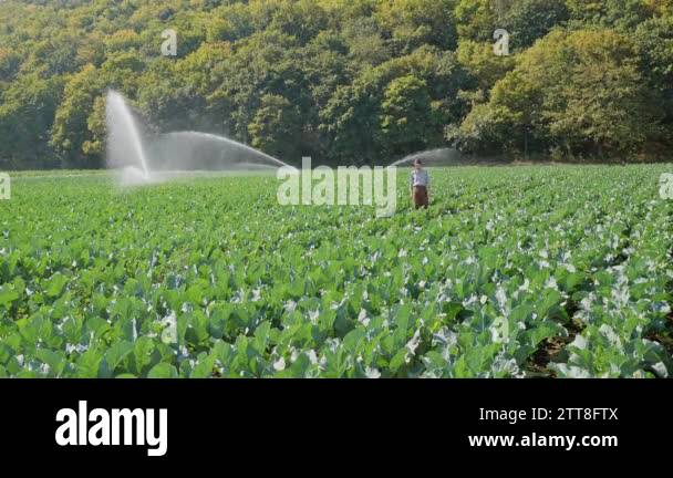 Farmer going on his plantation during working of water sprinkler system ...