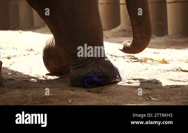 Elephant trap Stock Videos & Footage - HD and 4K Video Clips - Alamy