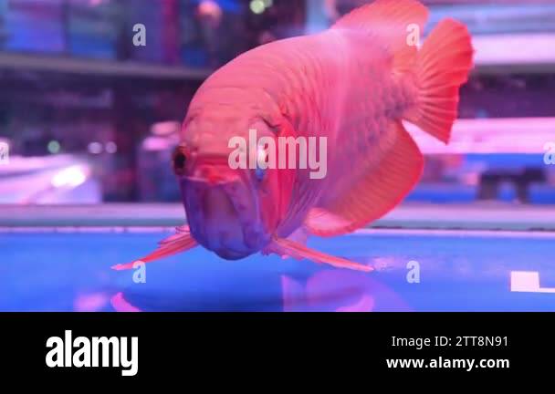 Luck fish Stock Videos & Footage - HD and 4K Video Clips - Alamy