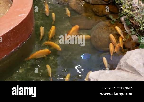 Gold fish ponds Stock Videos & Footage - HD and 4K Video Clips - Alamy