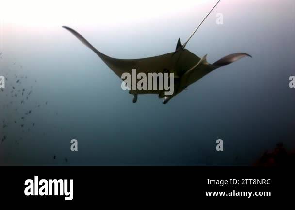 Manta ray and remora fish underwater background of reflection sun in ...