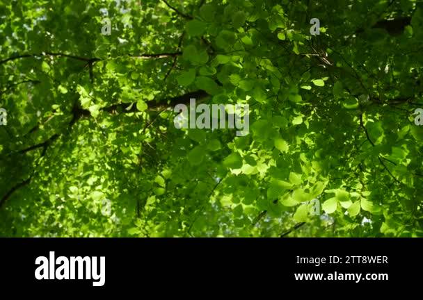 Sunlight makes its way through the leaves of the trees. Solar glare in ...