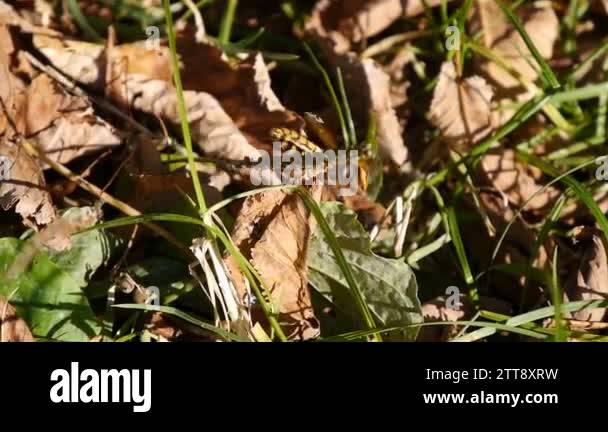 Super insect Stock Videos & Footage - HD and 4K Video Clips - Alamy