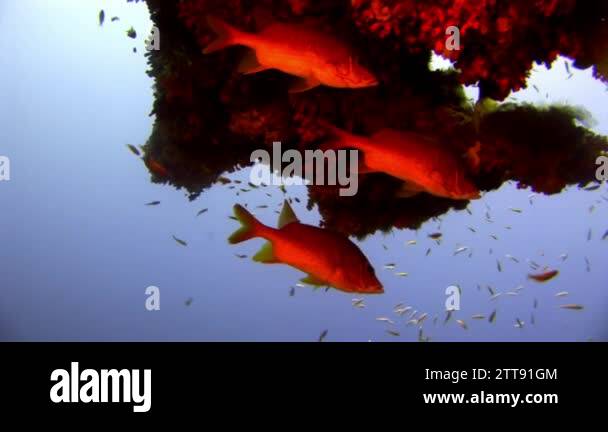 School of perch fish grouper underwater on background of coral in ...