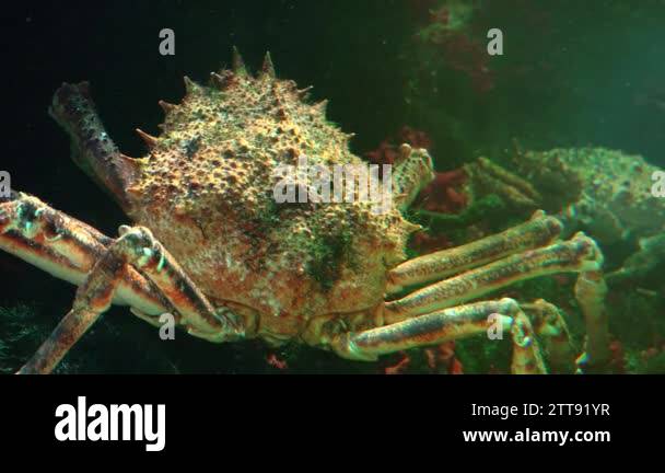 The Japanese spider crab is the largest living crab species, ultra hd ...
