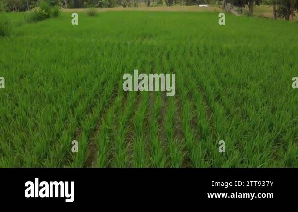 Green background. 4K flying drone video of rice field on Bali island ...