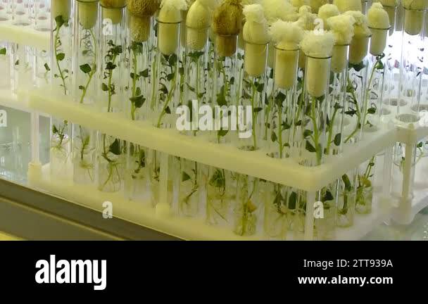 Genetics experiments Stock Videos & Footage - HD and 4K Video Clips - Alamy