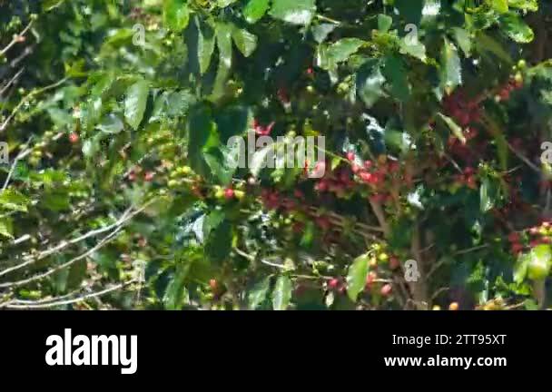 Coffee bean on coffee tree in cafe plantation. Royalty high-quality ...