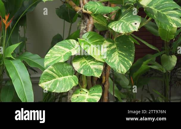 Long vine arch Stock Videos & Footage - HD and 4K Video Clips - Alamy