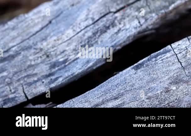Grain beams detail Stock Videos & Footage - HD and 4K Video Clips - Alamy
