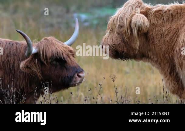 Highland cattle Bo Ghaidhealach Heilan coo a Scottish cattle breed with ...