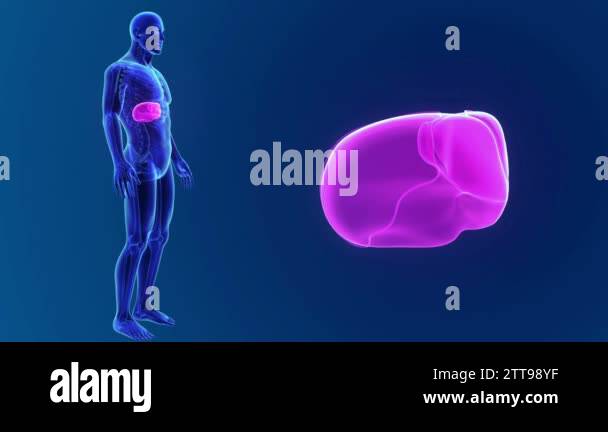 Human liver anatomy Stock Videos & Footage - HD and 4K Video Clips - Alamy