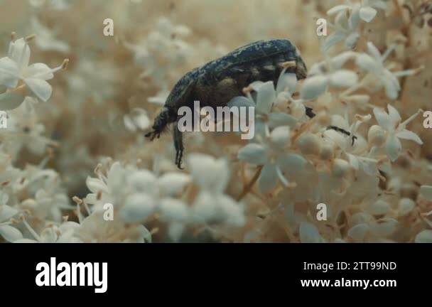 Pollen of flowers Stock Videos & Footage - HD and 4K Video Clips - Alamy