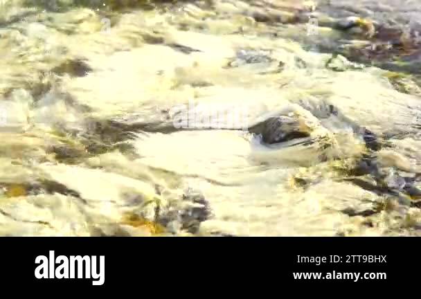 Bacteria Chloroflexus aurantiacus in hot springs, Chae Son National ...