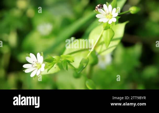 Spotty flower Stock Videos & Footage - HD and 4K Video Clips - Alamy