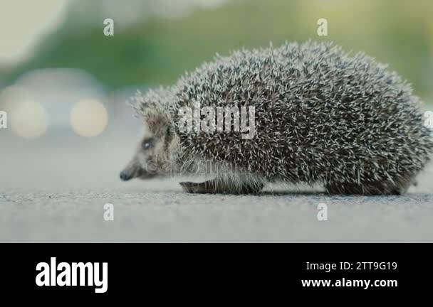 Danger wild animals little hedgehog Stock Videos & Footage - HD and 4K ...