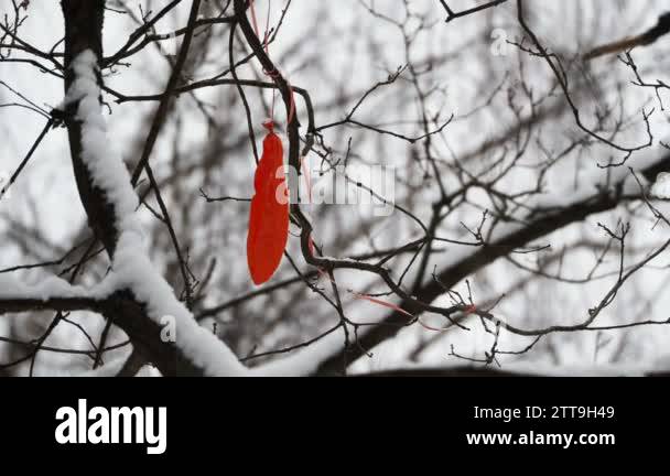 Balloon stuck tree Stock Videos & Footage - HD and 4K Video Clips - Alamy
