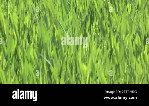 Grass Stock Videos & Footage - HD and 4K Video Clips - Alamy