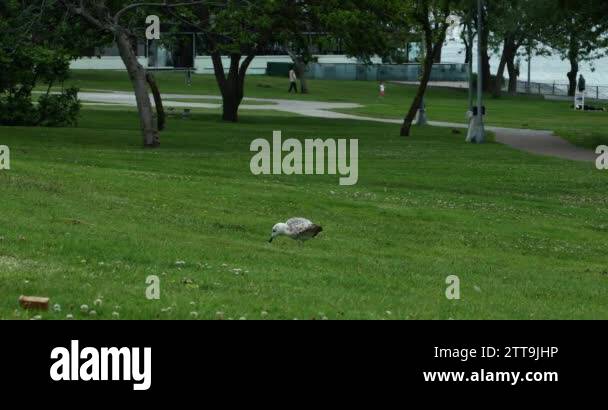 Game park animals Stock Videos & Footage - HD and 4K Video Clips - Alamy