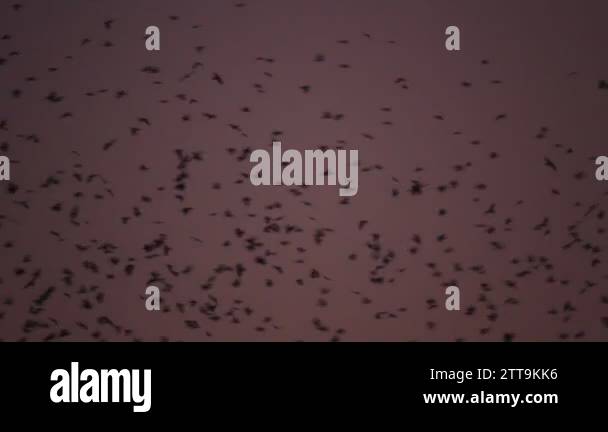 Wingspan sign Stock Videos & Footage - HD and 4K Video Clips - Alamy