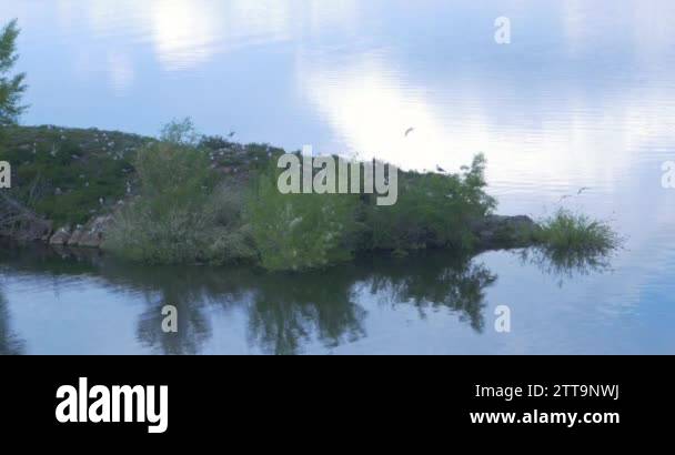 Mew island Stock Videos & Footage - HD and 4K Video Clips - Alamy