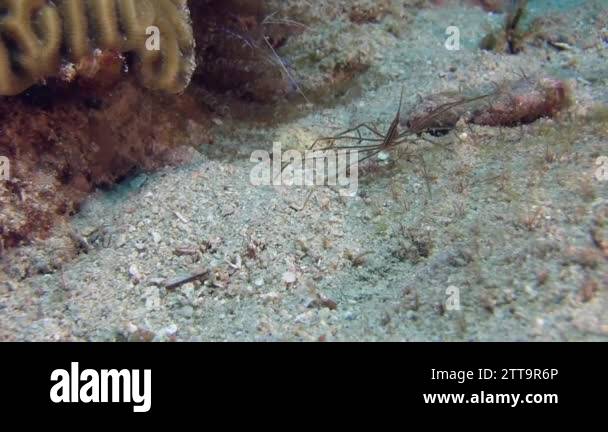 Spider crab coral reef caribbean Stock Videos & Footage - HD and 4K ...
