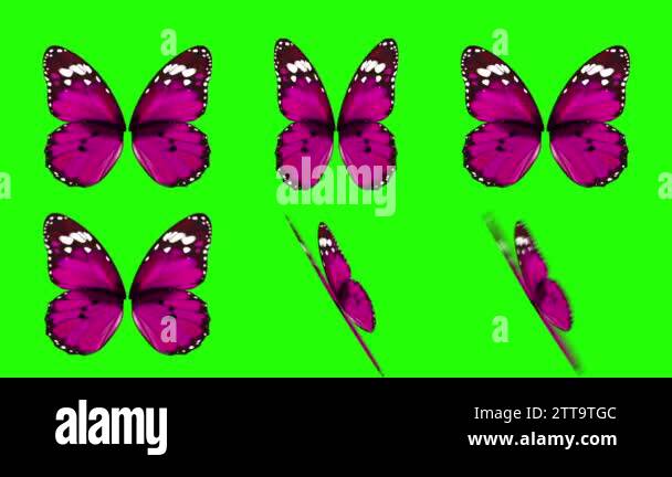 A set of Pink Butterfly Wings Waving in Different Speed and Angles on a ...