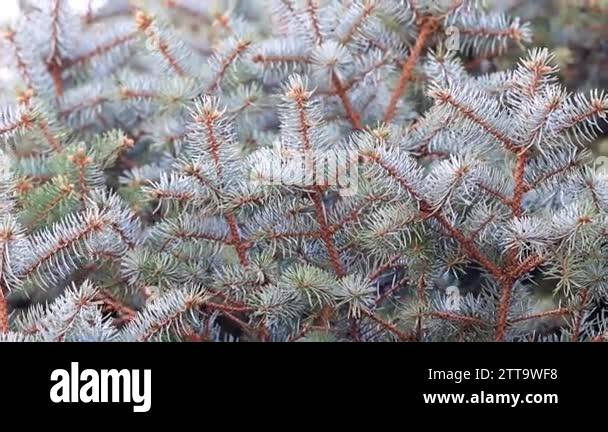 Branches green spruce in natural Stock Videos & Footage - HD and 4K ...