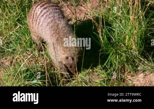 Mungos mungos Stock Videos & Footage - HD and 4K Video Clips - Alamy