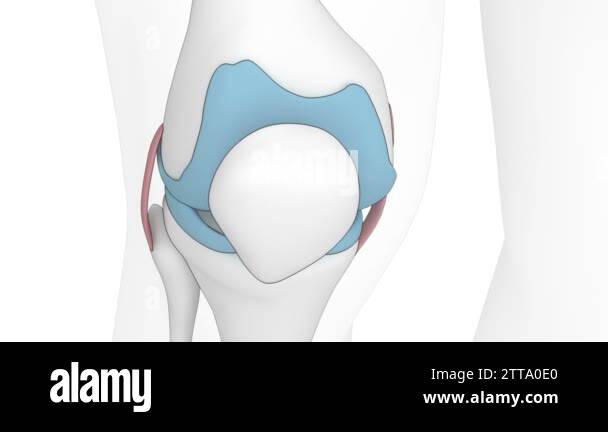 Anatomy cartoon Stock Videos & Footage - HD and 4K Video Clips - Alamy