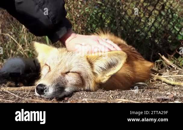 Domesticated man Stock Videos & Footage - HD and 4K Video Clips - Alamy