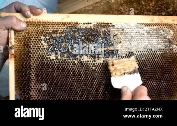Beekeeper opening honeycombs with bee knife. A beekeeper using a knife ...