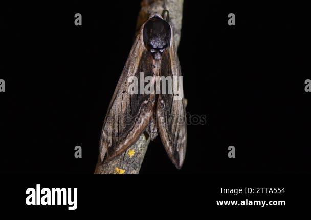 Sphinx hawk moth Stock Videos & Footage - HD and 4K Video Clips - Alamy