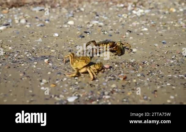 Two crabs on beach Stock Videos & Footage - HD and 4K Video Clips - Alamy