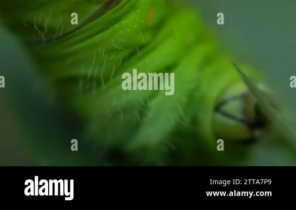 Beautiful green insects Stock Videos & Footage - HD and 4K Video Clips ...