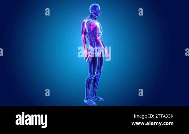 Skeletal anatomy of the upper body Stock Videos & Footage - HD and 4K ...