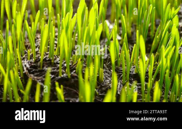 Acrospire Stock Videos & Footage - HD and 4K Video Clips - Alamy