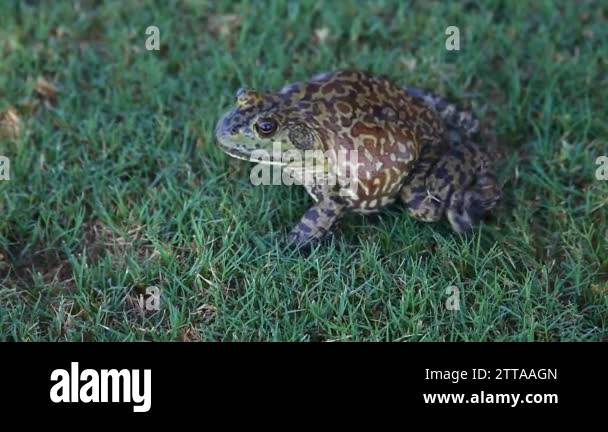 Amphibian bullfrog Stock Videos & Footage - HD and 4K Video Clips - Alamy